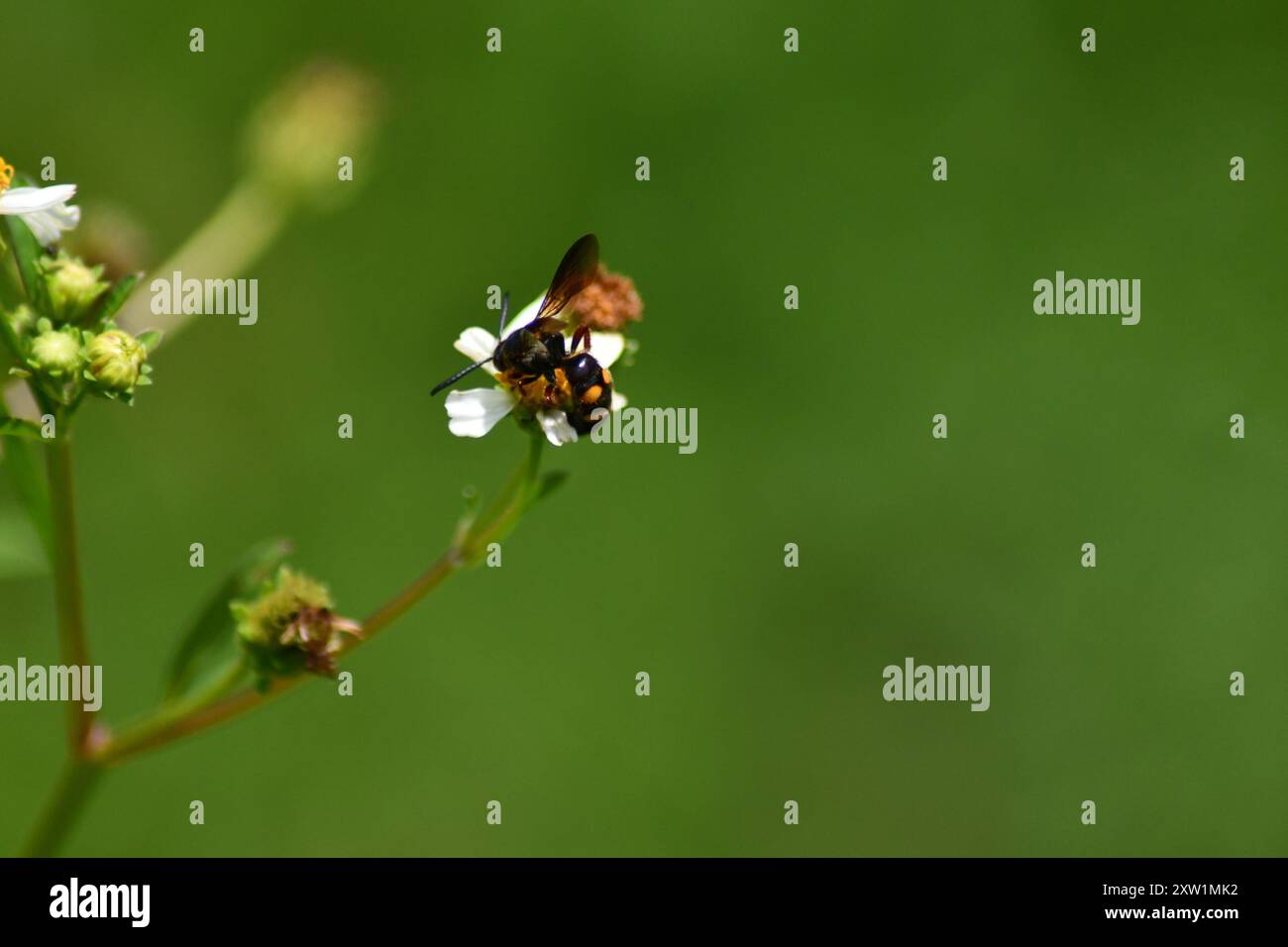 Noble Scoliid Wasp (Scolia nobilitata) Insecta Stock Photo - Alamy