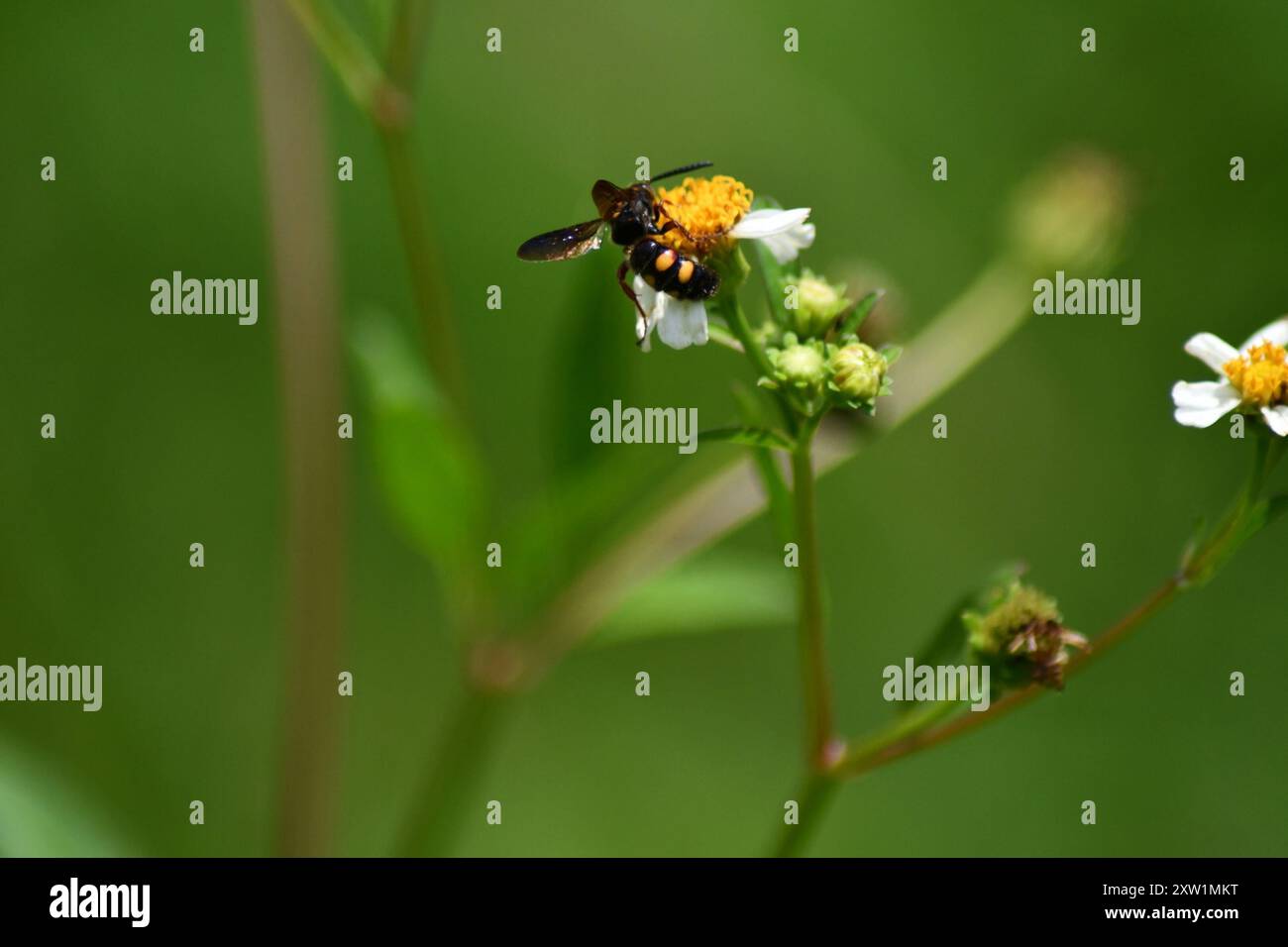 Noble Scoliid Wasp (Scolia nobilitata) Insecta Stock Photo - Alamy