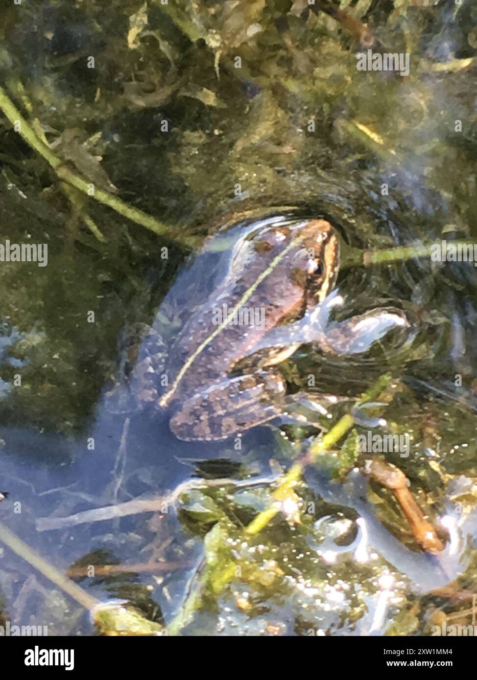 Water Frogs (Pelophylax) Amphibia Stock Photo - Alamy