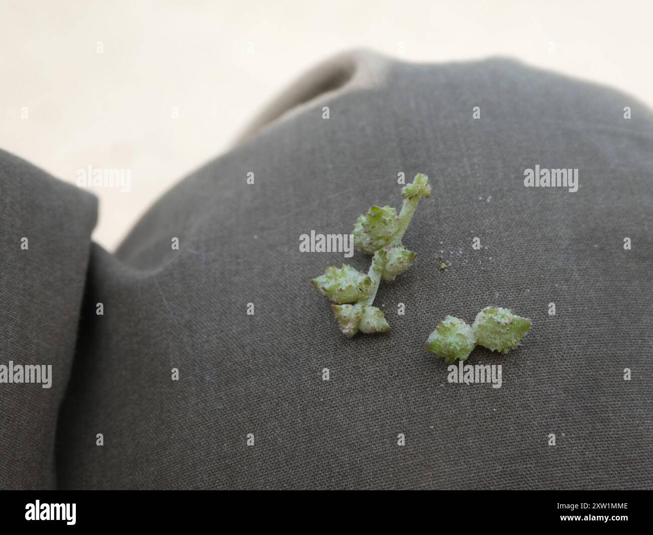 Saltbushes (Atriplex) Plantae Stock Photo - Alamy