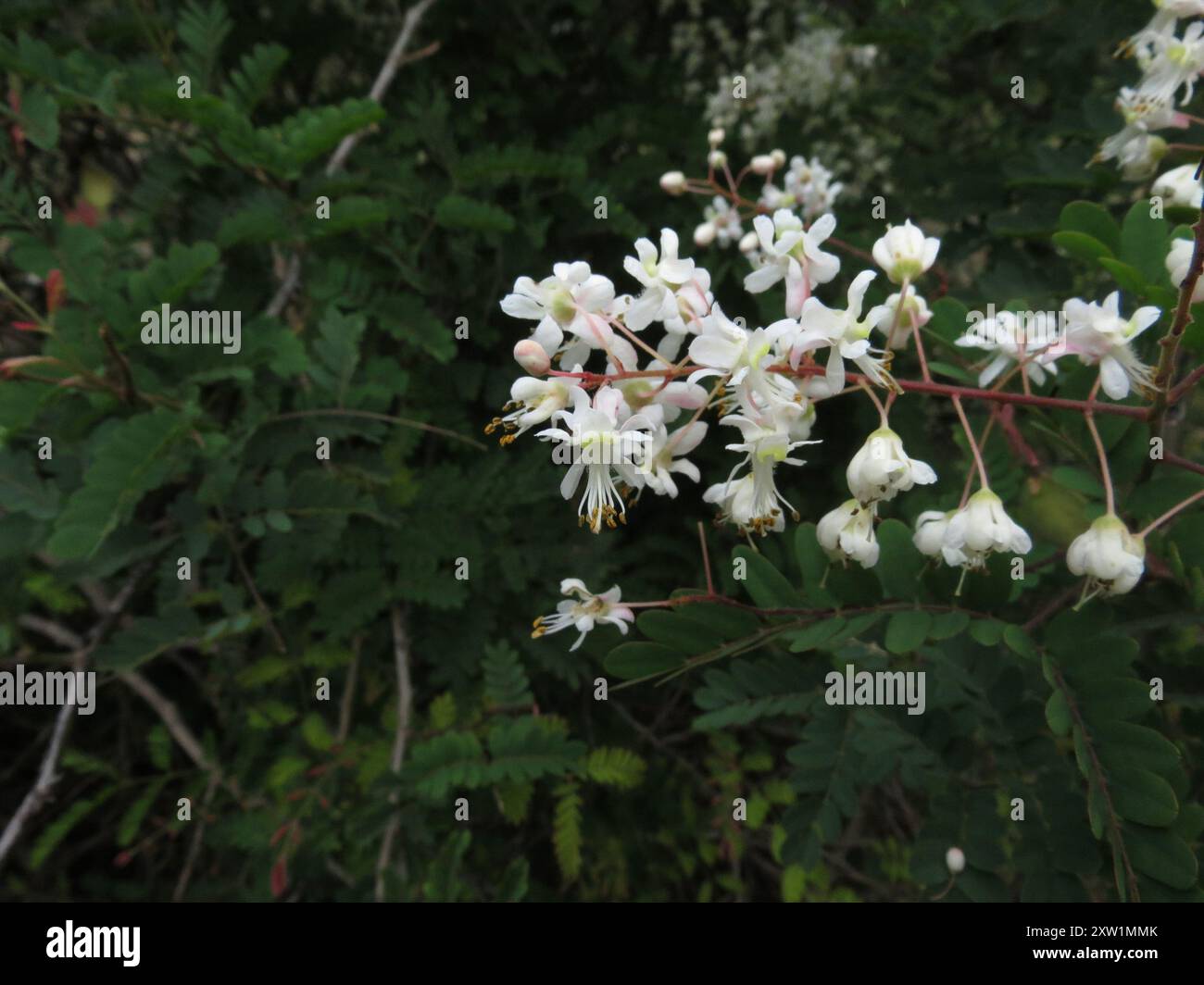(Pterolobium hexapetalum) Plantae Stock Photo - Alamy
