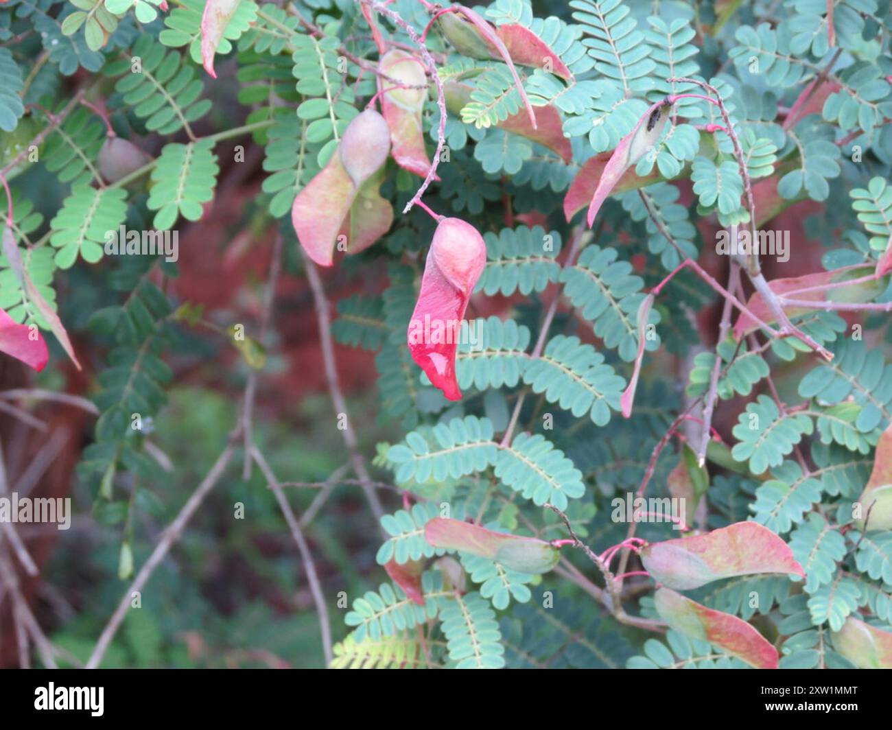 (Pterolobium hexapetalum) Plantae Stock Photo - Alamy