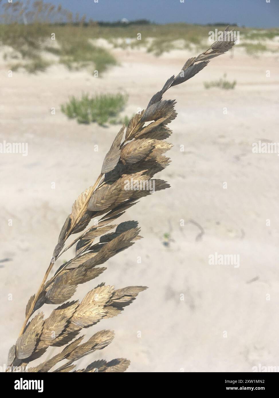 sea oats (Uniola paniculata) Plantae Stock Photo - Alamy