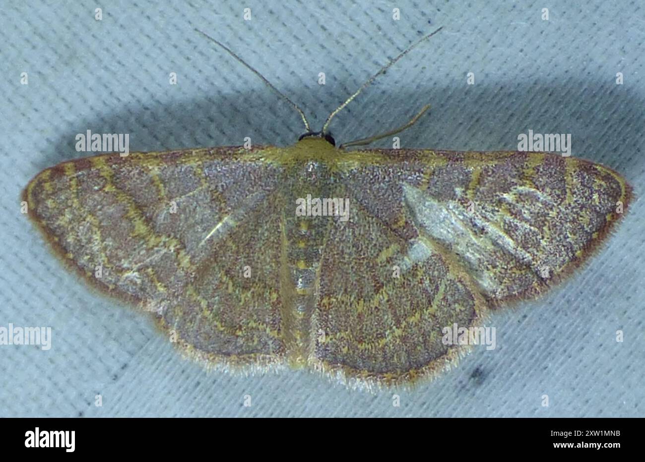 Pannaria Wave (Leptostales pannaria) Insecta Stock Photo - Alamy
