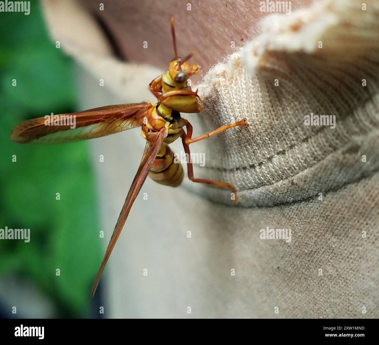 Wasp Mantidflies (Climaciella) Insecta Stock Photo - Alamy