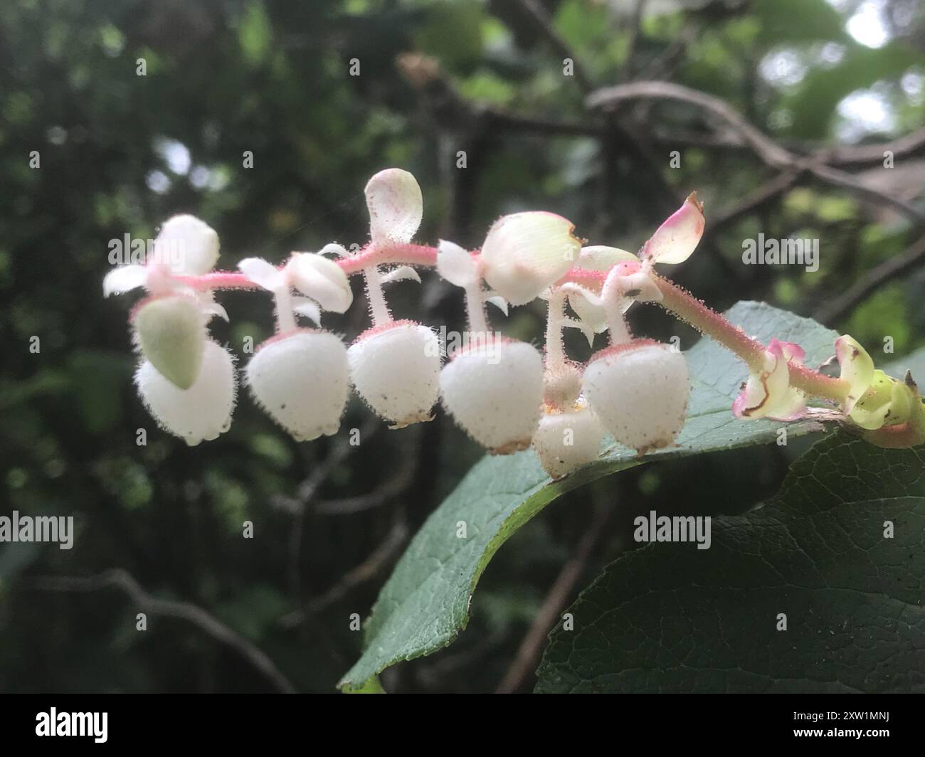salal (Gaultheria shallon) Plantae Stock Photo - Alamy