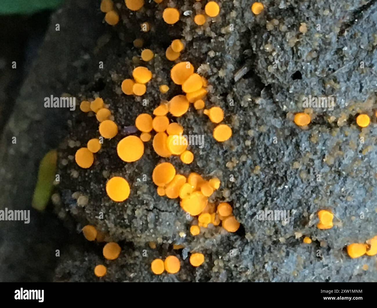 Coprinaria hi-res stock photography and images - Alamy