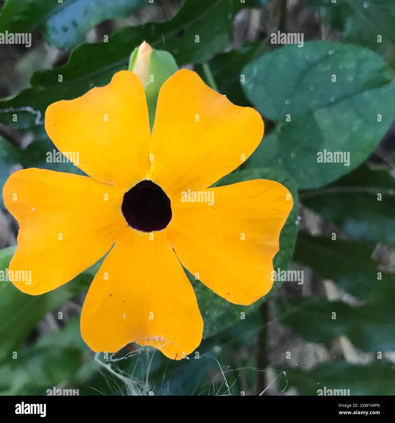 Black-eyed Susan vine (Thunbergia alata) Plantae Stock Photo - Alamy
