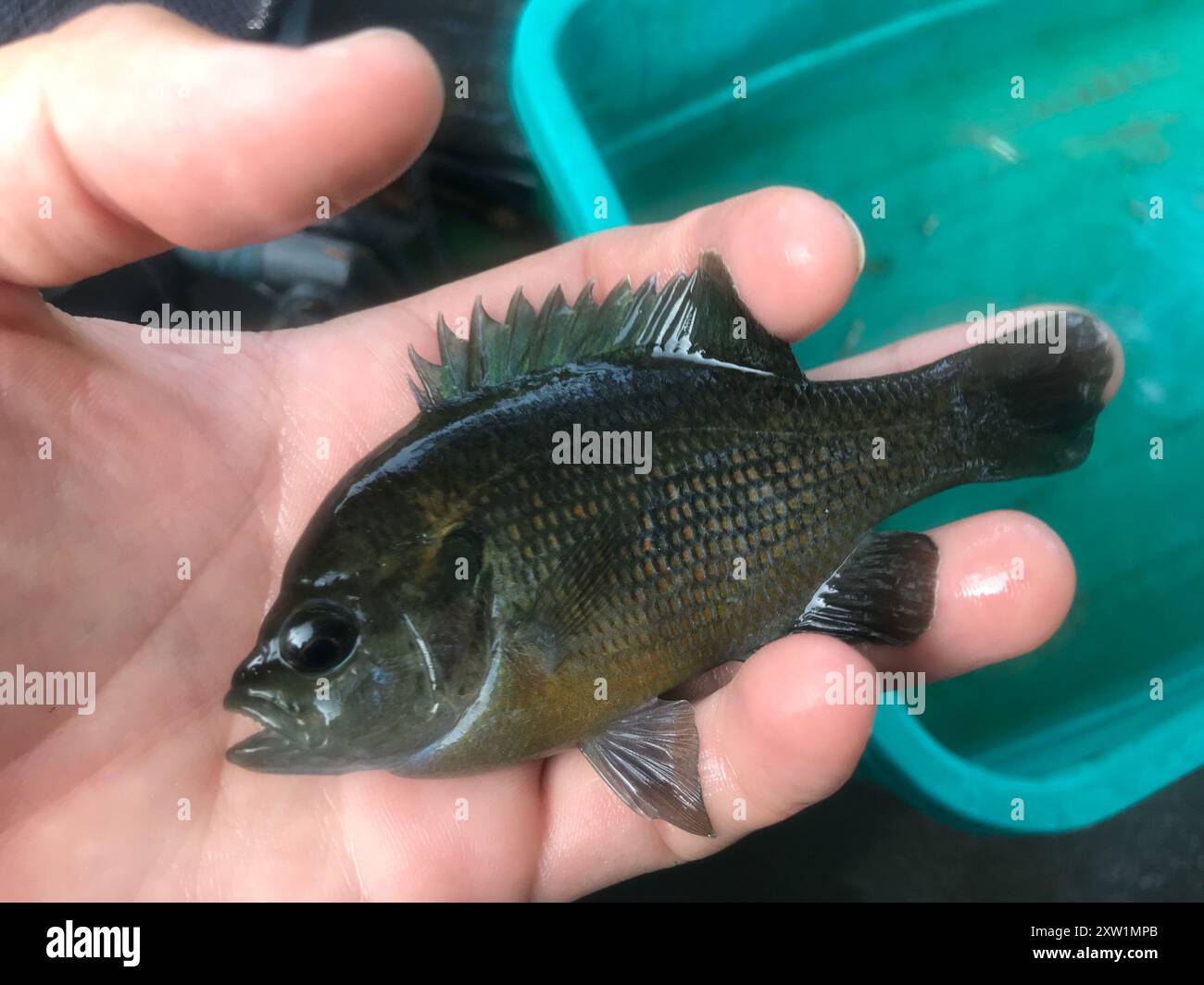 Redspotted Sunfish (Lepomis miniatus) Actinopterygii Stock Photo - Alamy