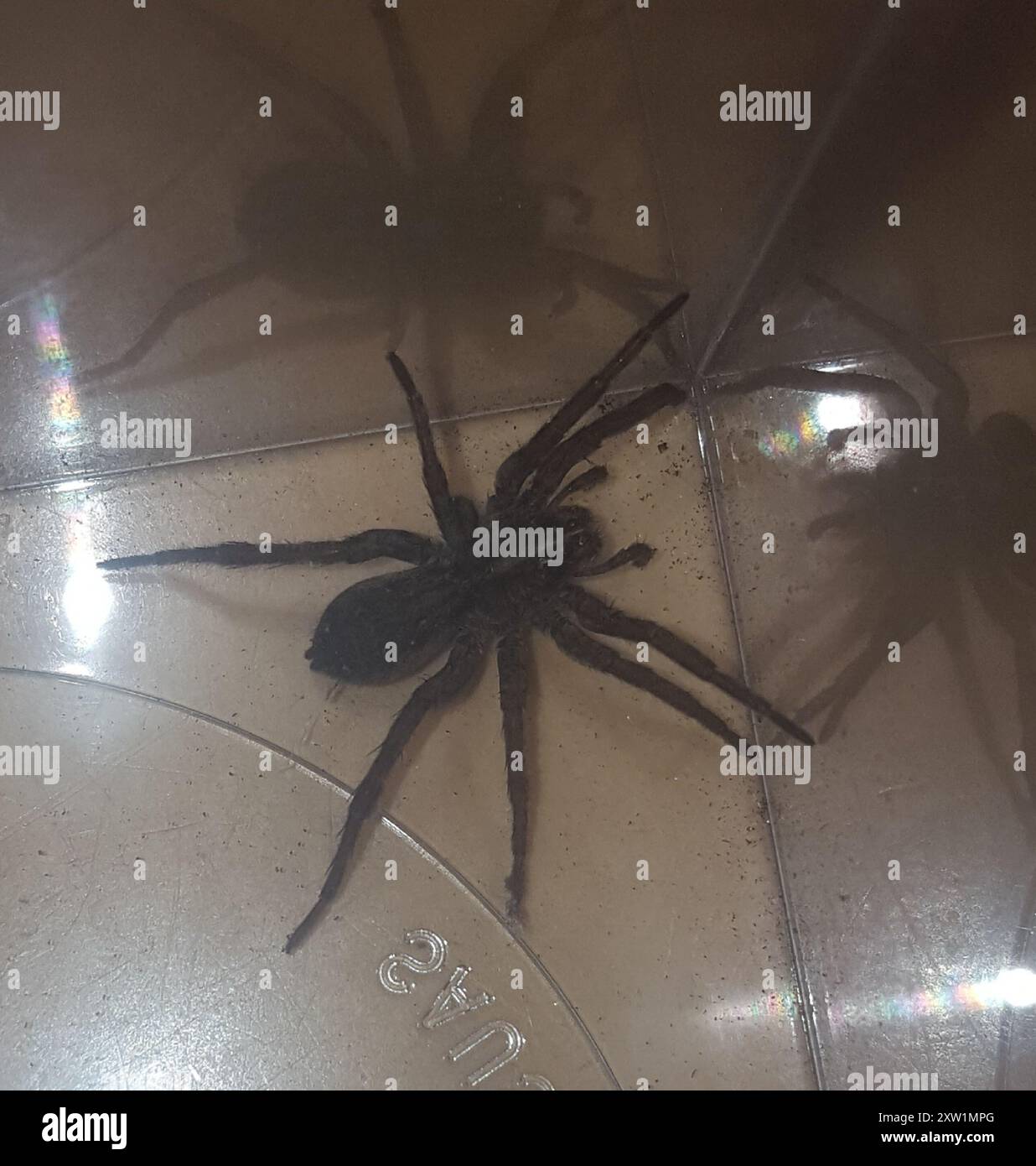 Wetland Giant Wolf Spider (Tigrosa helluo) Arachnida Stock Photo - Alamy