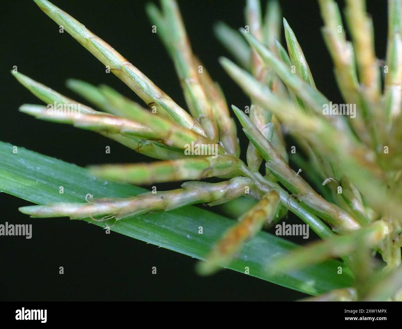 Fragrant flatsedge (Cyperus odoratus) Plantae Stock Photo - Alamy