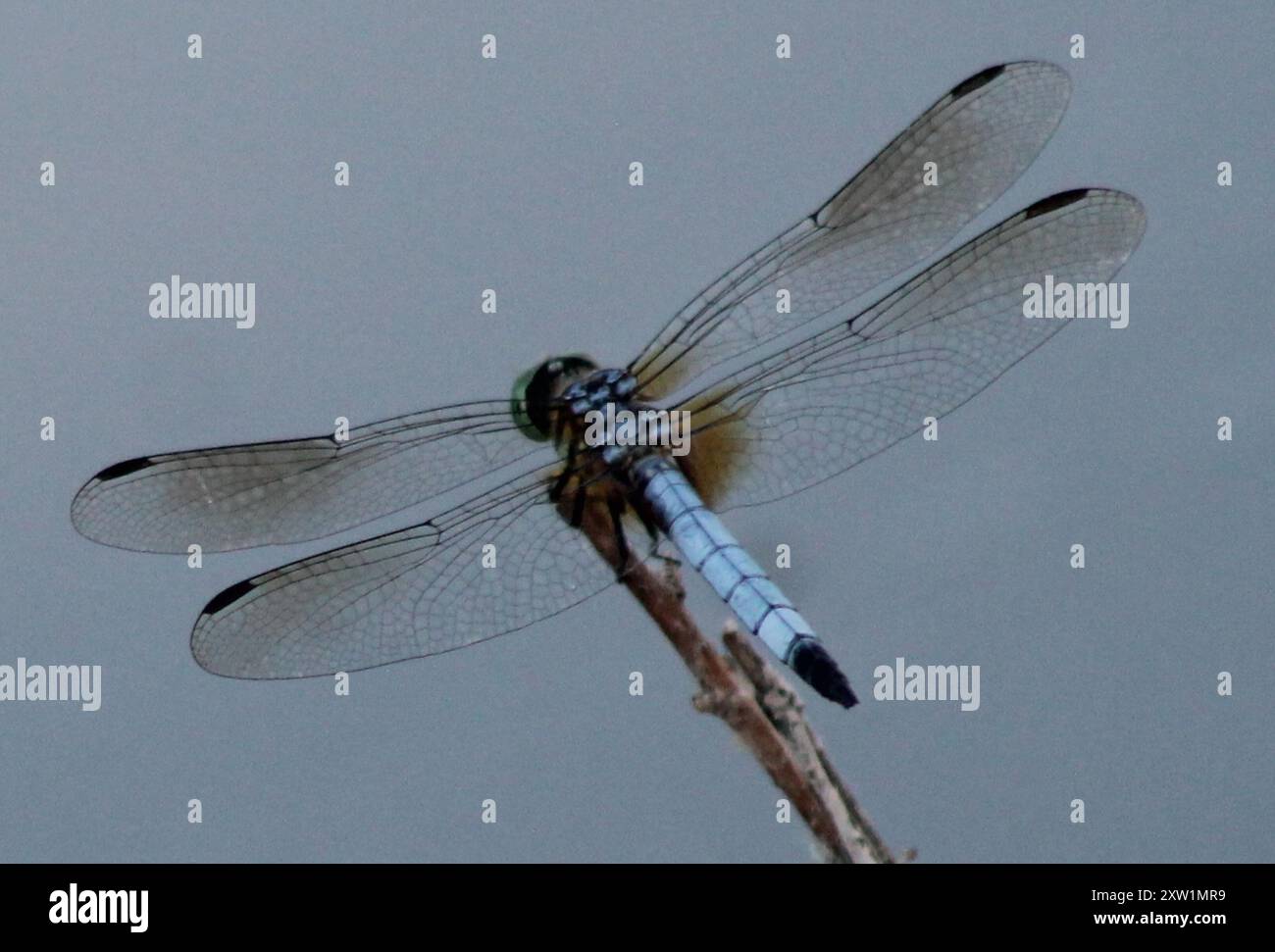 Blue Dasher (Pachydiplax longipennis) Insecta Stock Photo - Alamy