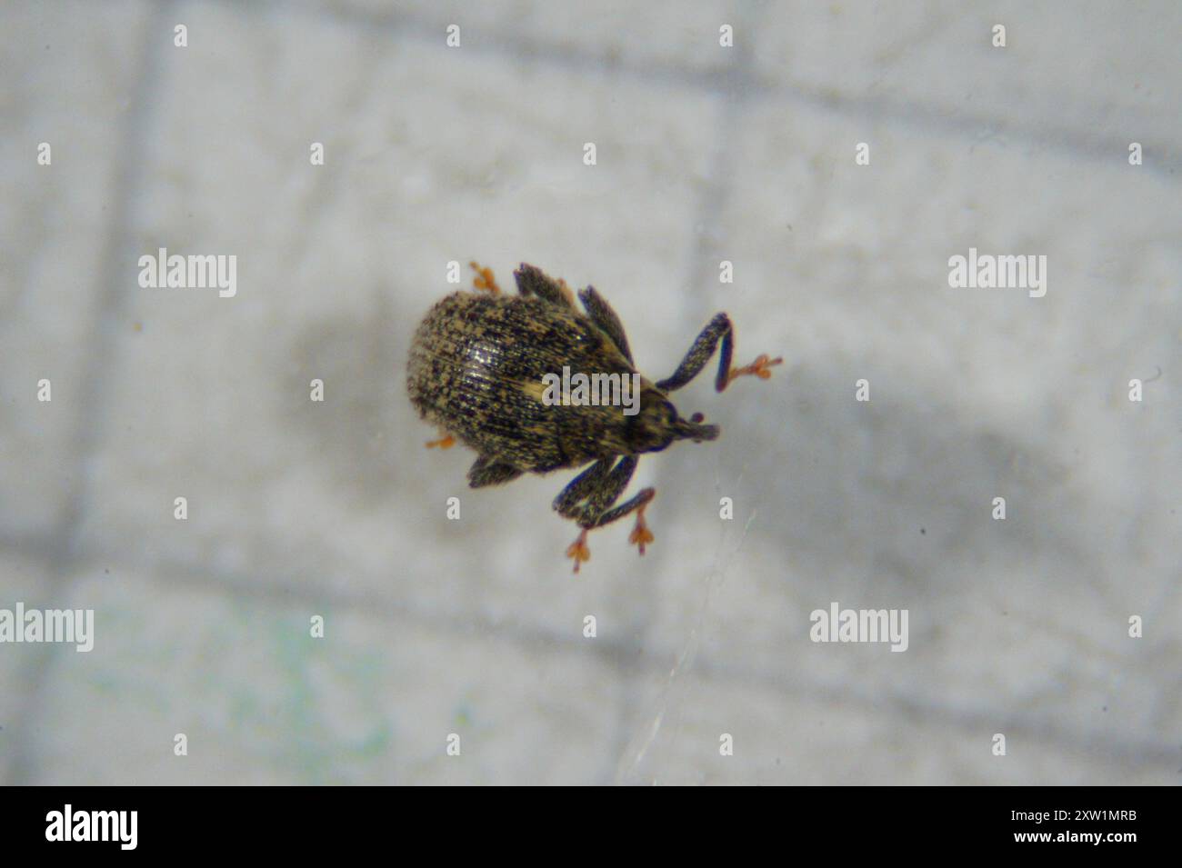 Cabbage Stem Weevil (Ceutorhynchus pallidactylus) Insecta Stock Photo ...