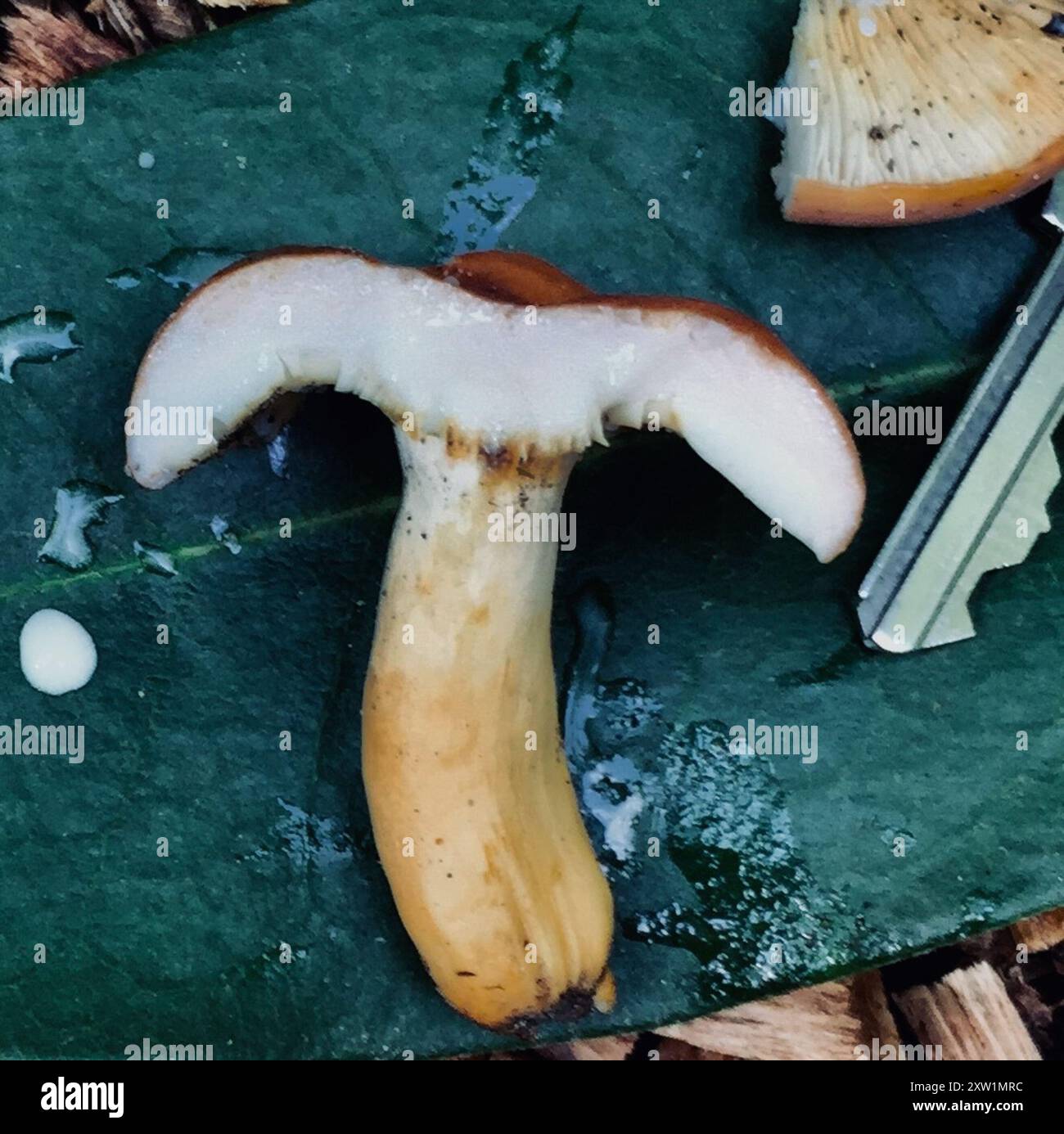 Weeping Milk Cap (Lactifluus volemus) Fungi Stock Photo - Alamy