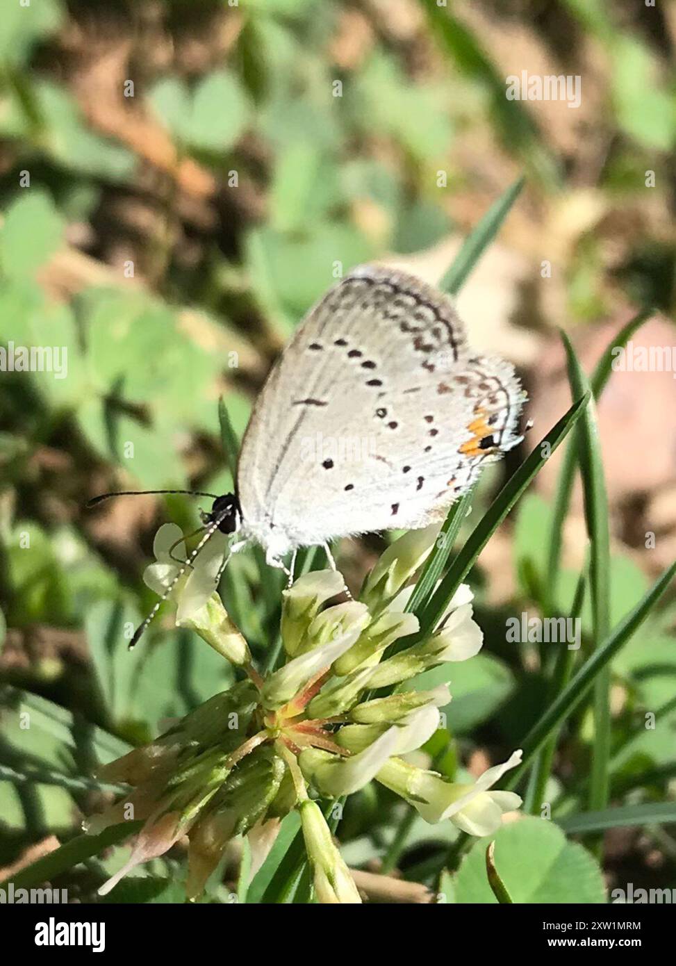 Eastern Tailed-Blue (Cupido comyntas) Insecta Stock Photo - Alamy