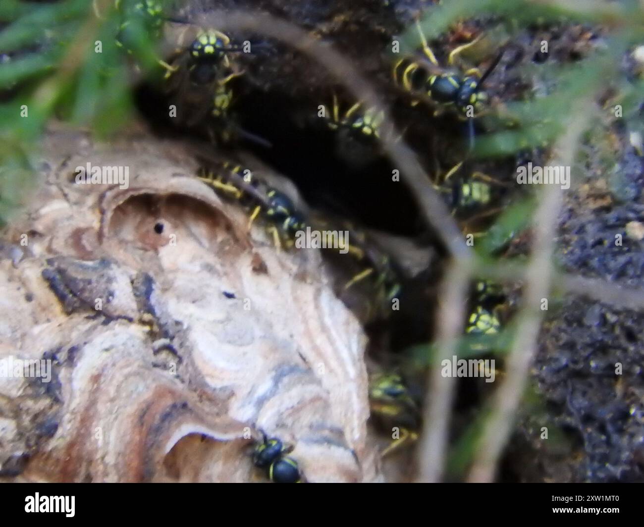 Alaska Yellowjacket (Vespula alascensis) Insecta Stock Photo - Alamy