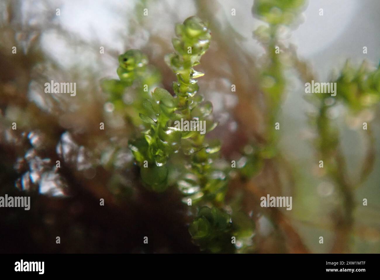joint-toothed mosses (Bryopsida) Plantae Stock Photo - Alamy