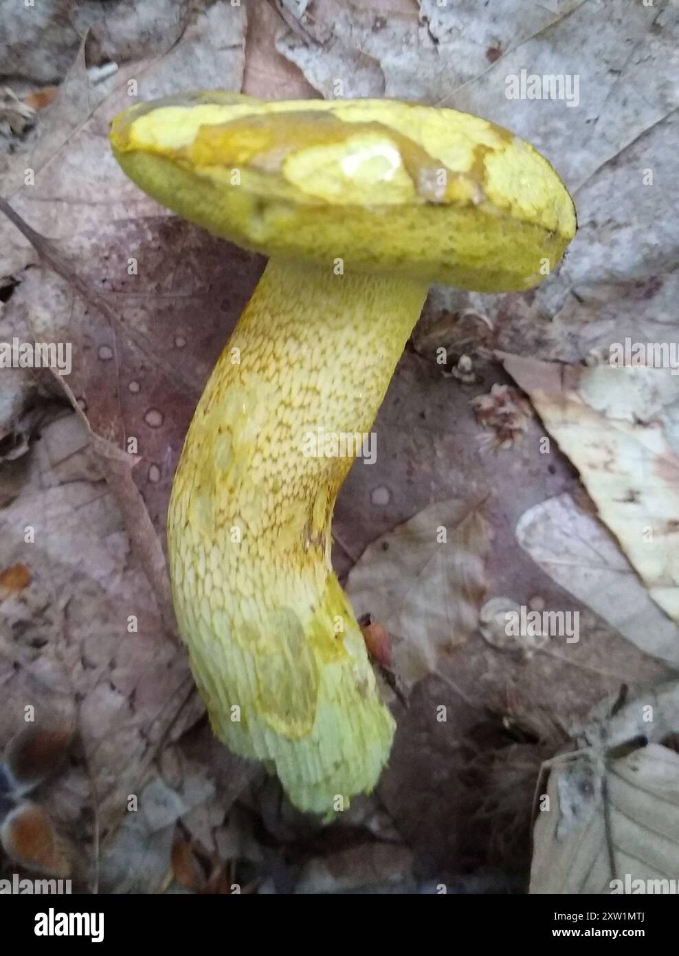 Ornate-stalked bolete (Retiboletus ornatipes) Fungi Stock Photo - Alamy