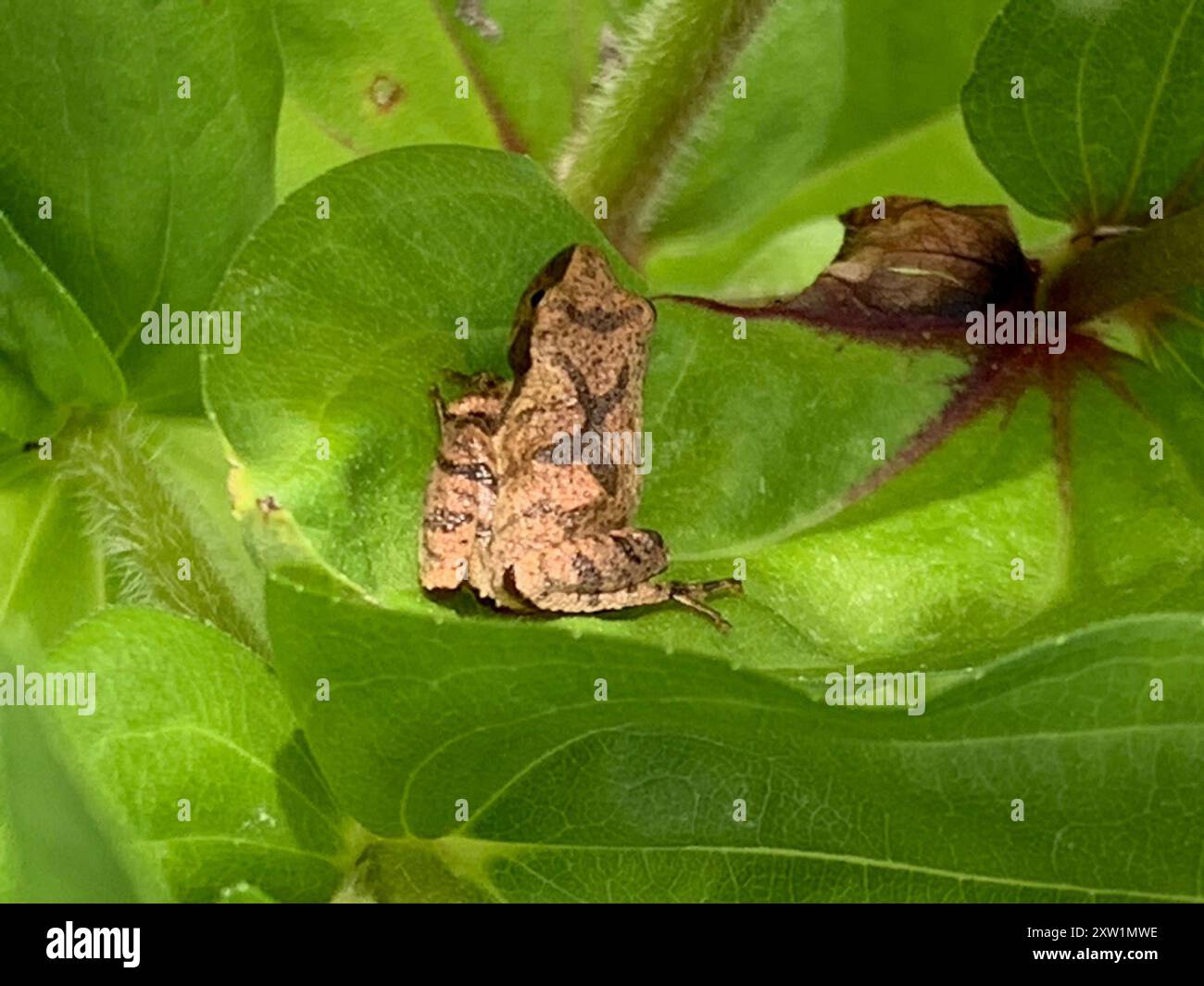 Spring Peeper (Pseudacris crucifer) Amphibia Stock Photo - Alamy