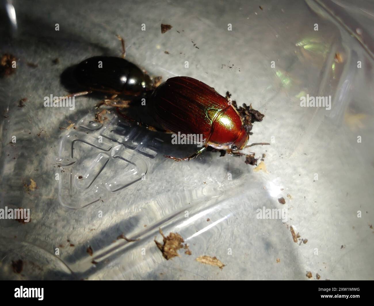 Margined Shining Leaf Chafer (Callistethus marginatus) Insecta Stock ...