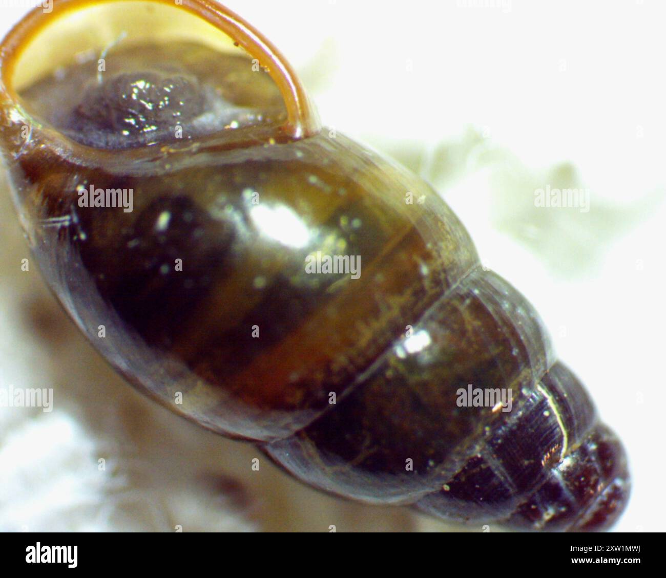Cochlicopa lubrica hi-res stock photography and images - Alamy