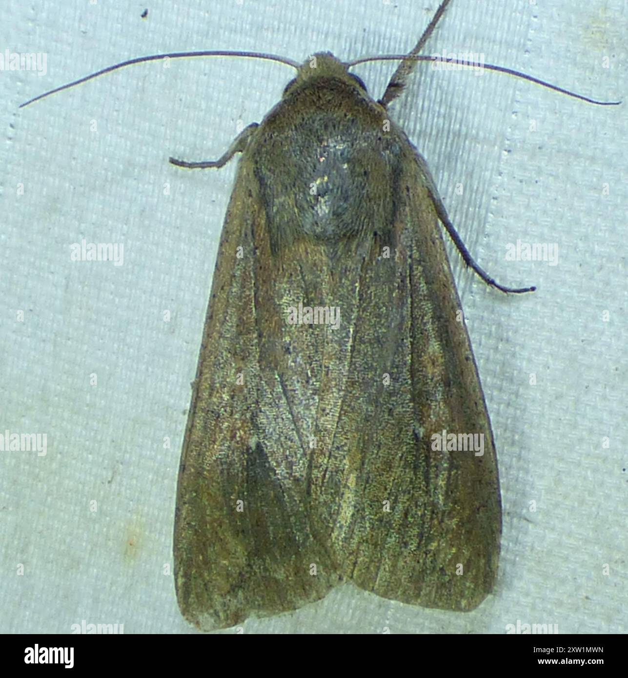 White-speck Moth (Mythimna unipuncta) Insecta Stock Photo - Alamy