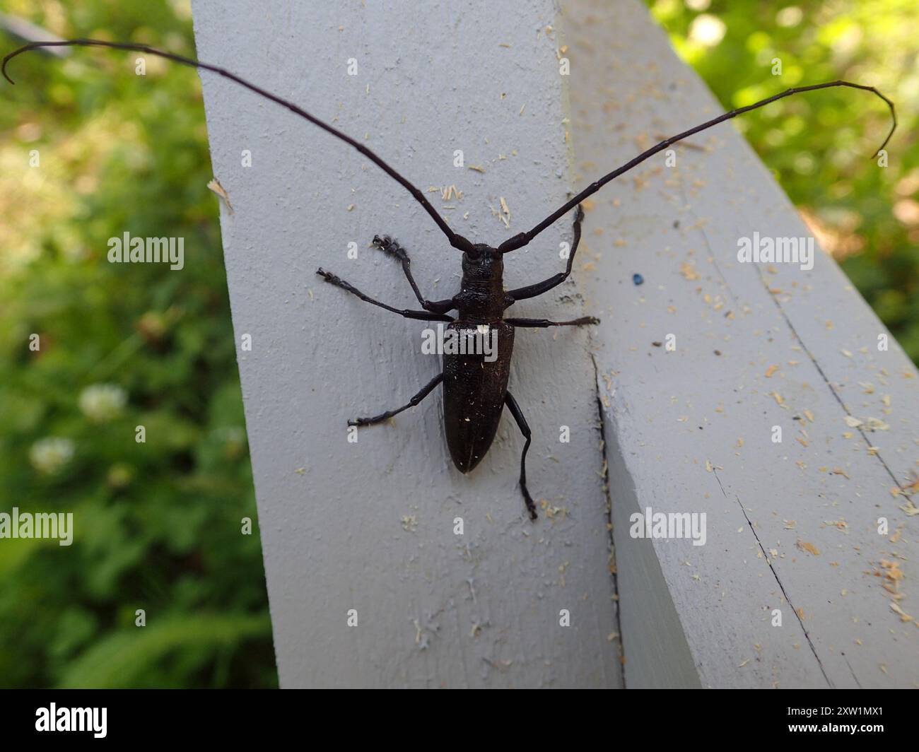 White-spotted Sawyer (Monochamus scutellatus) Insecta Stock Photo - Alamy