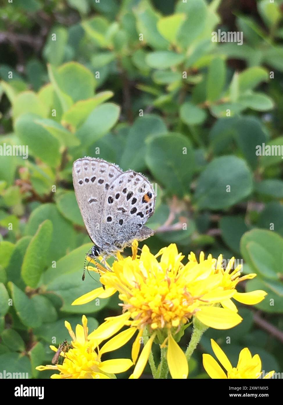 Cranberry Blue (Agriades optilete) Insecta Stock Photo - Alamy