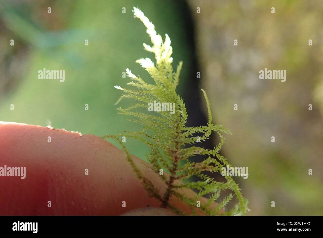 Common Feather-moss (Kindbergia praelonga) Plantae Stock Photo - Alamy