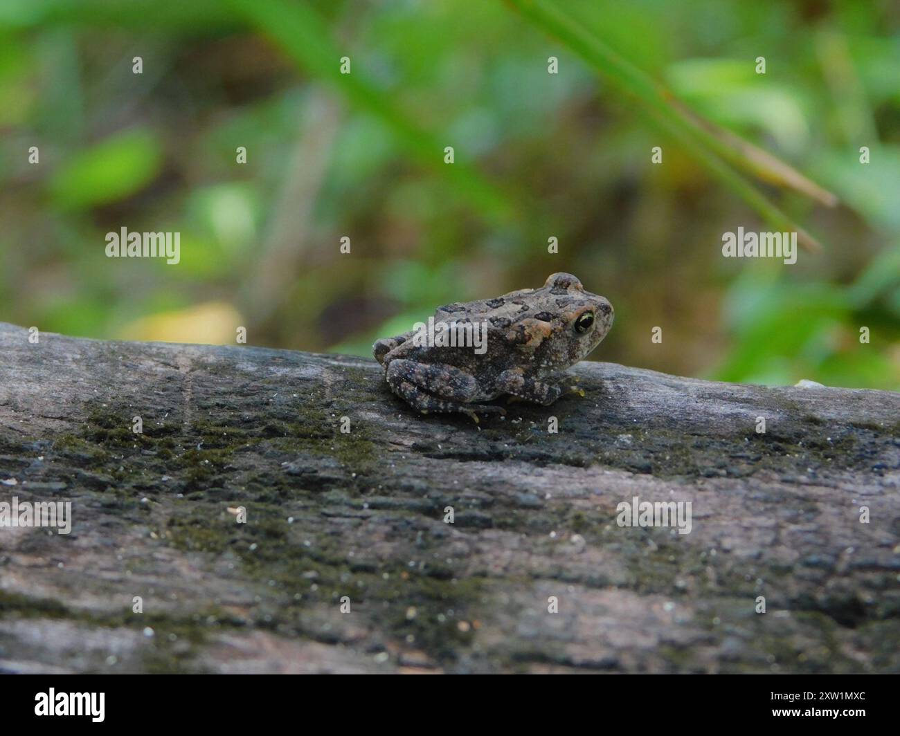 Southern Toad (Anaxyrus terrestris) Amphibia Stock Photo - Alamy
