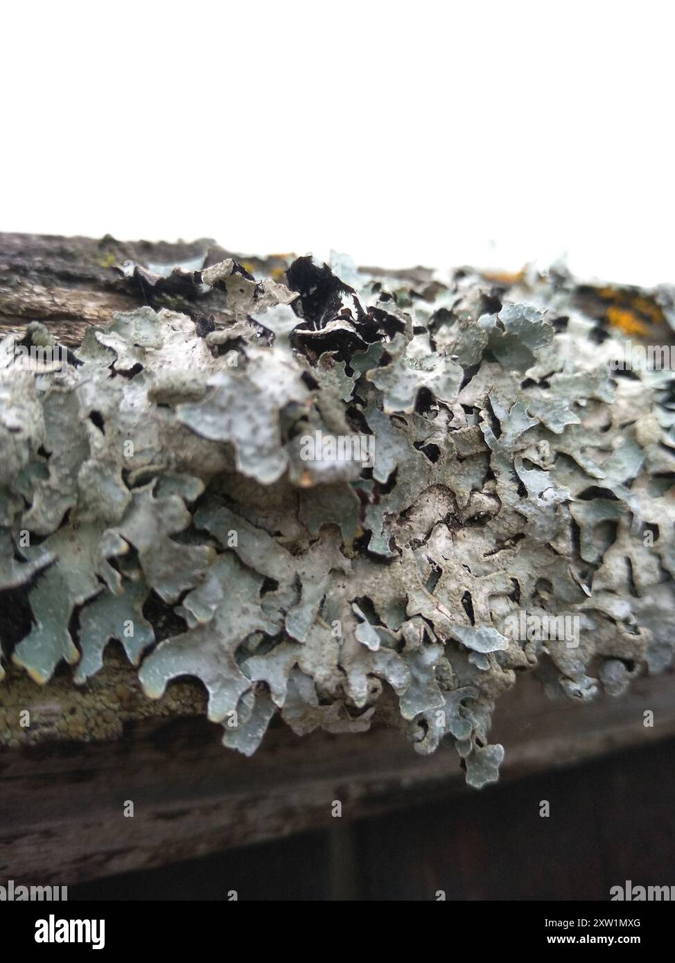 shield lichen (Parmelia sulcata) Fungi Stock Photo - Alamy