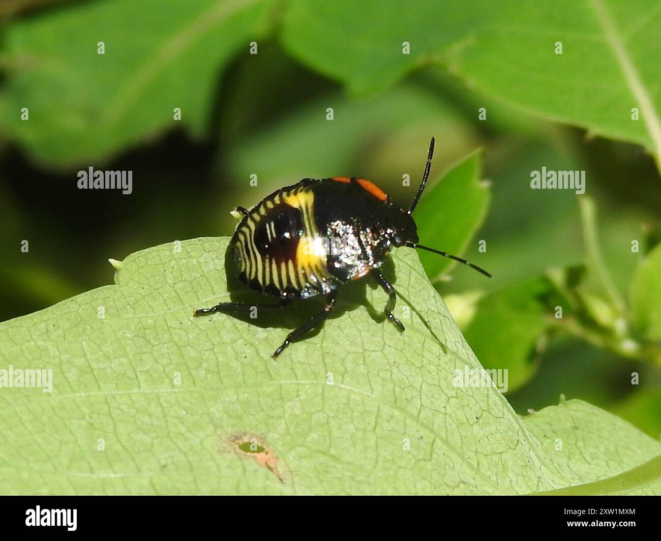 Green Stink Bug (Chinavia hilaris) Insecta Stock Photo - Alamy