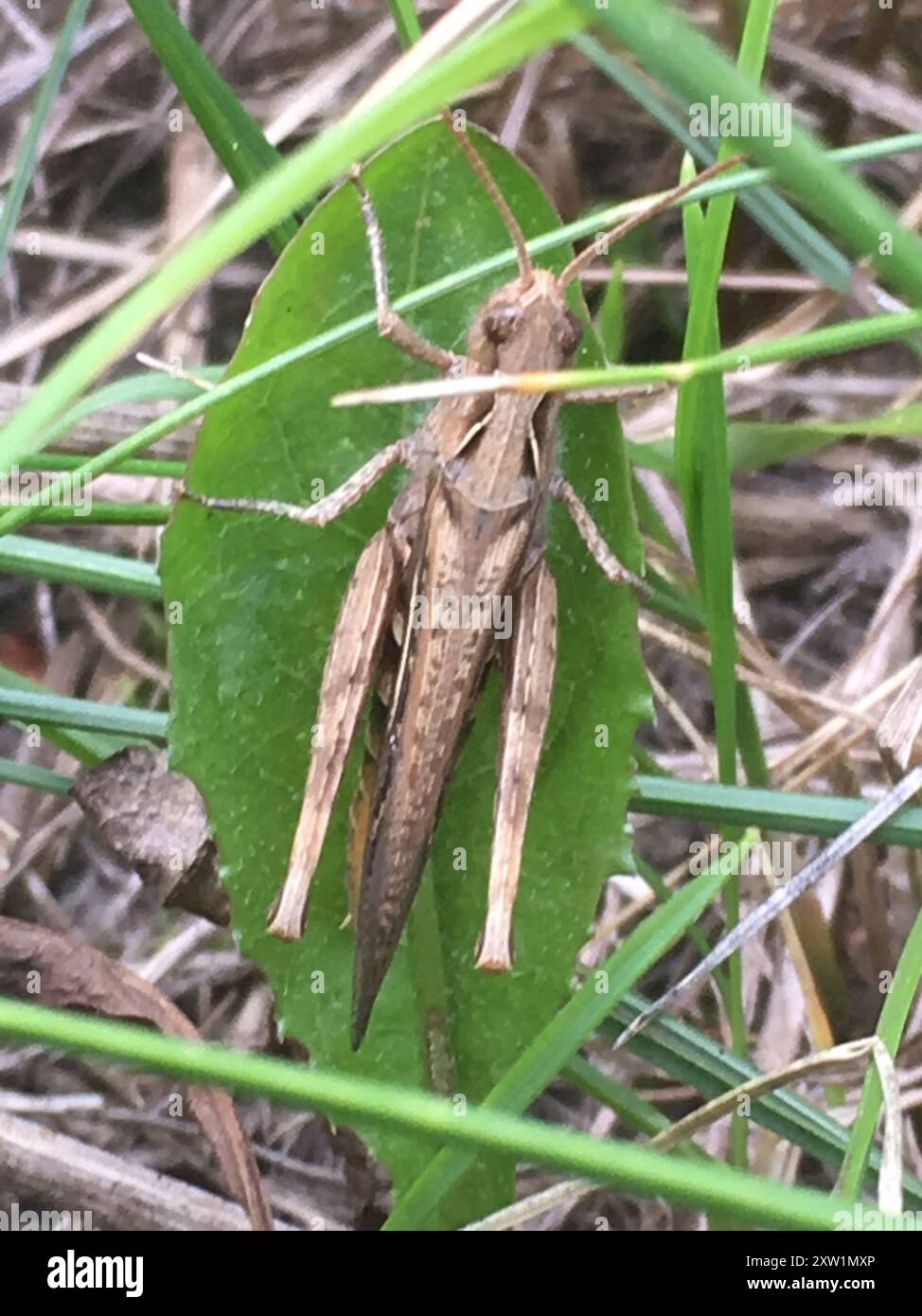 Common Field Grasshopper (Chorthippus brunneus) Insecta Stock Photo - Alamy
