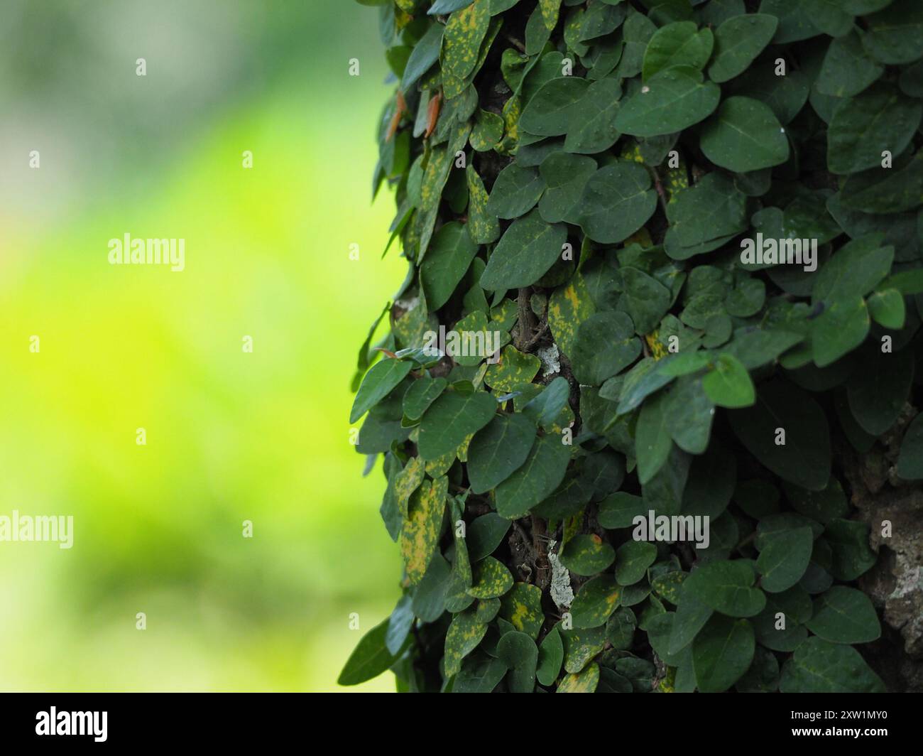 Climbing fig (Ficus pumila) Plantae Stock Photo - Alamy