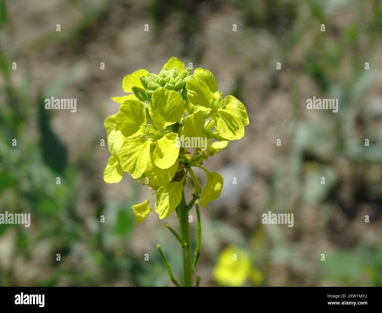 charlock (Mutarda arvensis) Plantae Stock Photo - Alamy