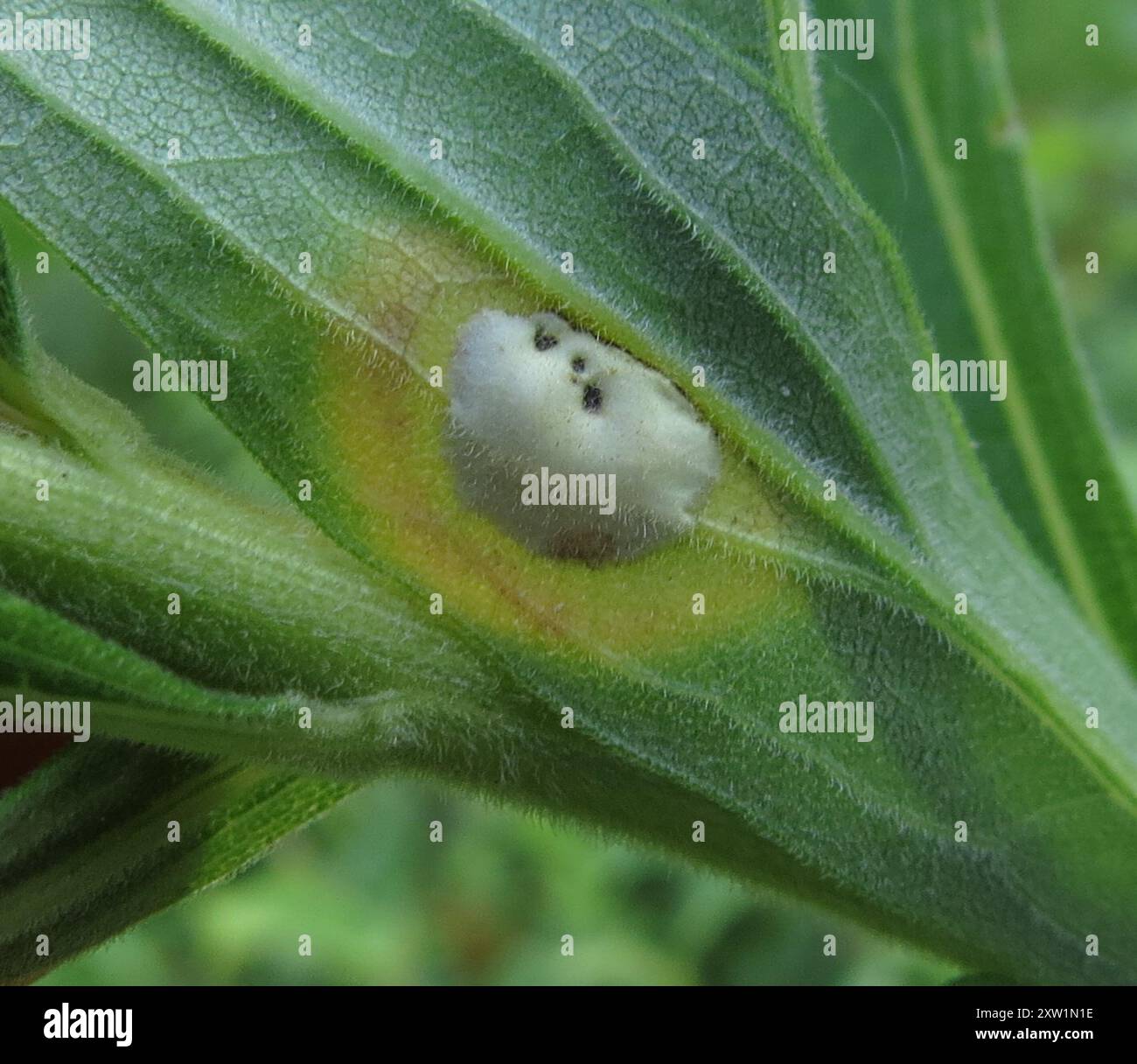 Carbonifera goldenrod gall midge (Asteromyia carbonifera) Insecta Stock ...