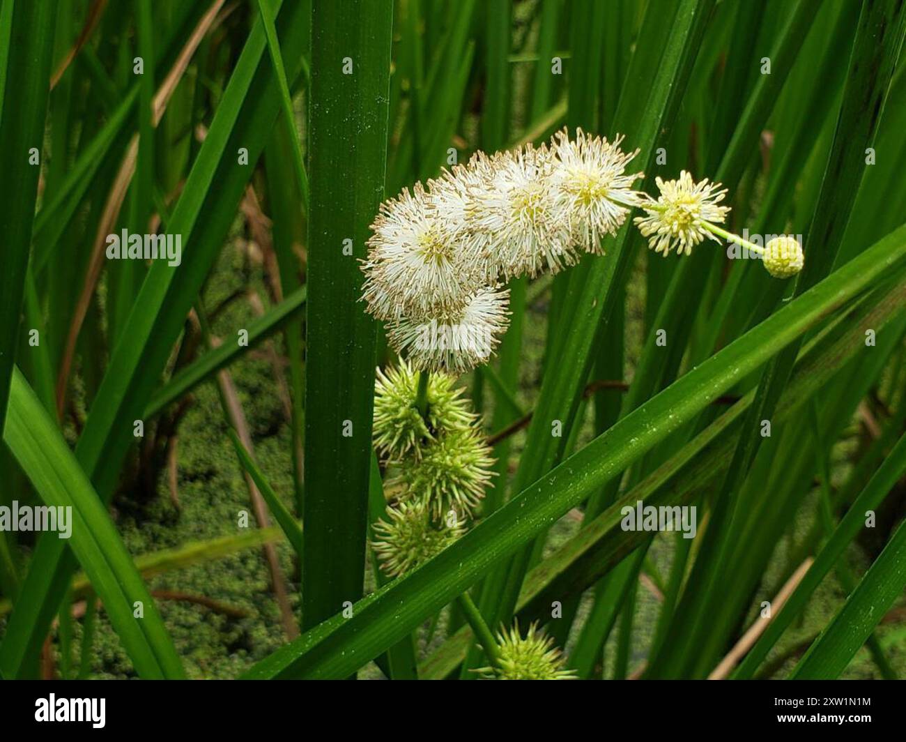 Branching Bur-reed (Sparganium androcladum) Plantae Stock Photo - Alamy