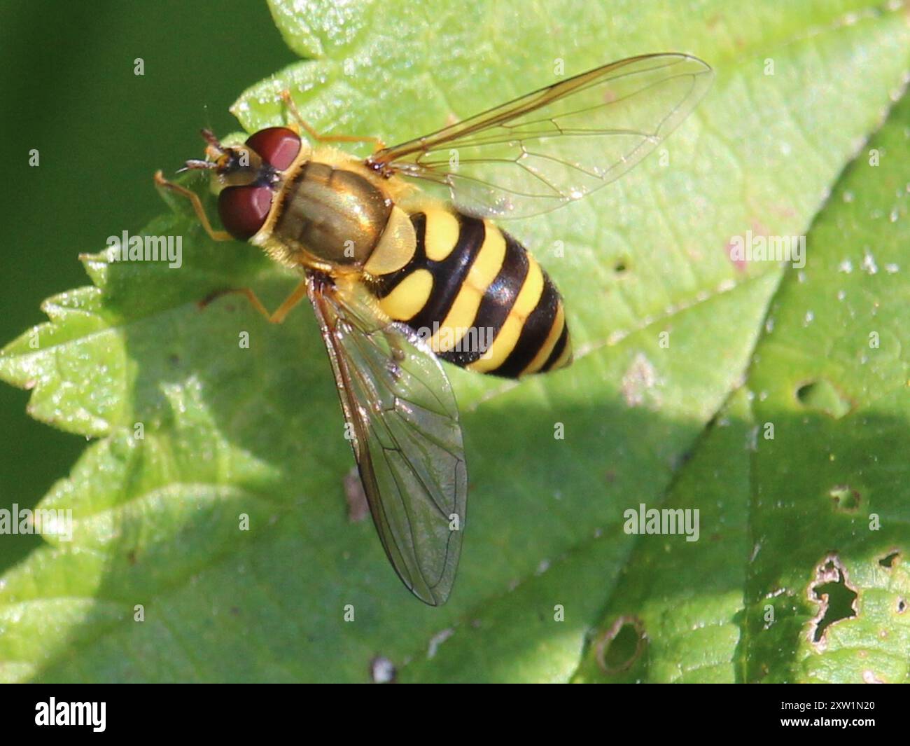 Common Flower Flies (Syrphus) Insecta Stock Photo - Alamy