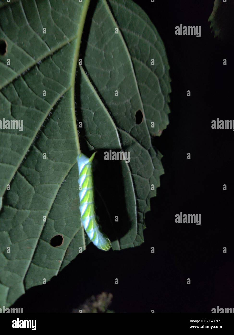 Rustic Sphinx (Manduca rustica) Insecta Stock Photo - Alamy