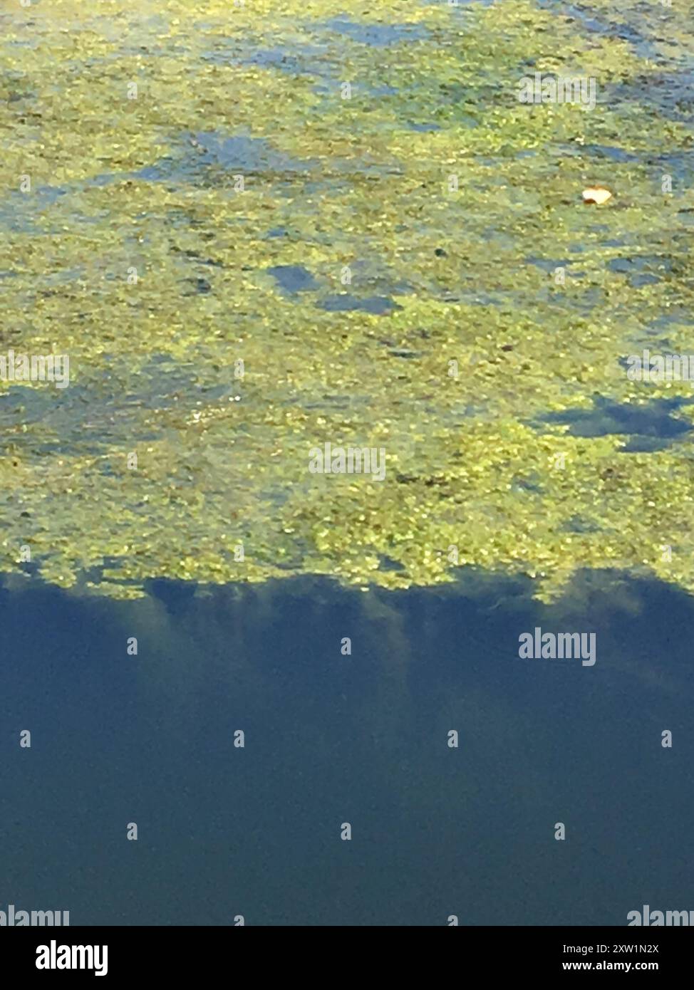 coontail (Ceratophyllum demersum) Plantae Stock Photo - Alamy