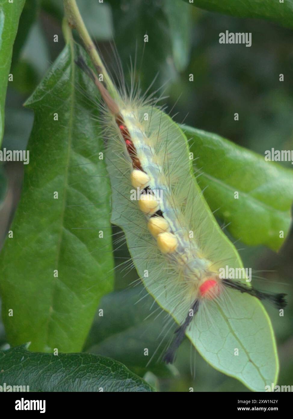 White-marked Tussock Moth (Orgyia leucostigma) Insecta Stock Photo - Alamy
