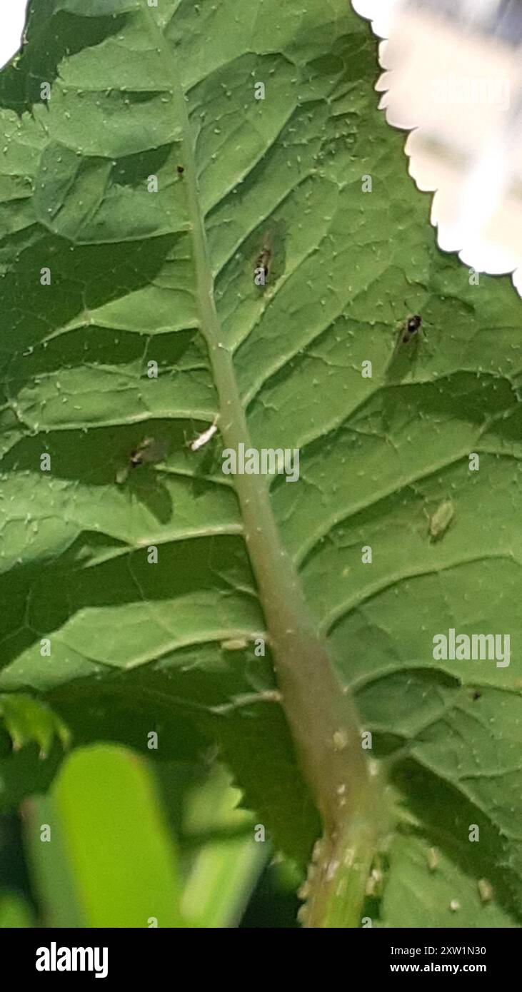 Aphids (Aphididae) Insecta Stock Photo - Alamy