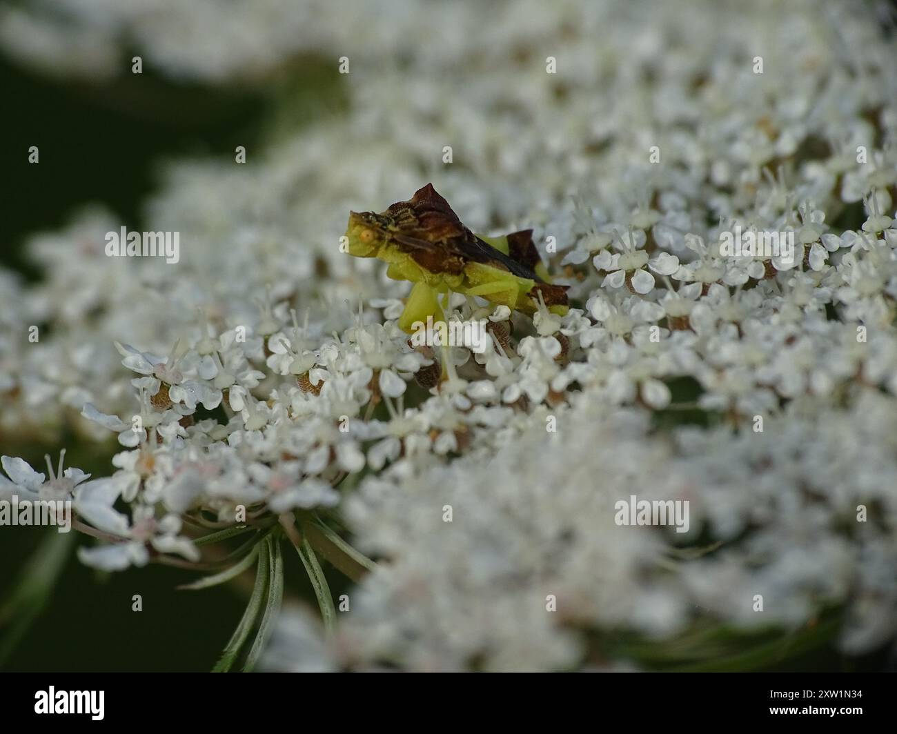 Jagged Ambush Bugs (Phymata) Insecta Stock Photo - Alamy