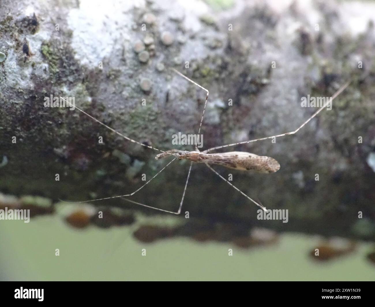 Thread-legged Bugs (Emesinae) Insecta Stock Photo - Alamy