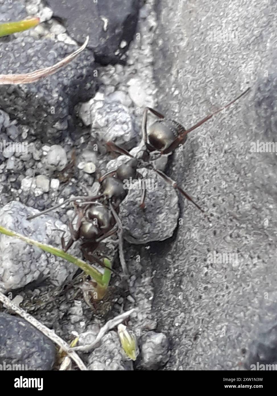 fusca-group Field Ants and Allies (Formica fusca) Insecta Stock Photo ...