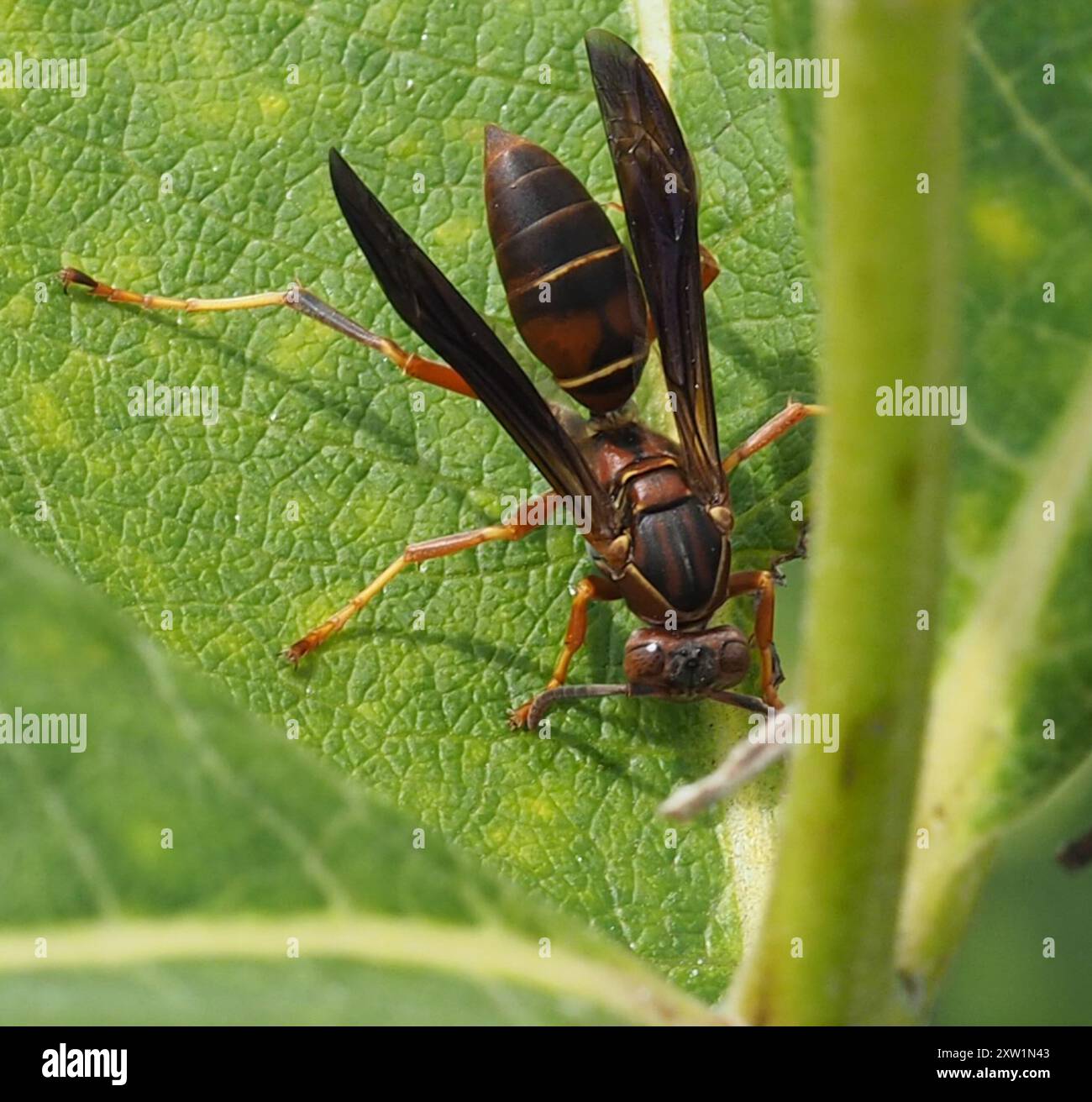Northern Paper Wasp (Polistes fuscatus) Insecta Stock Photo - Alamy