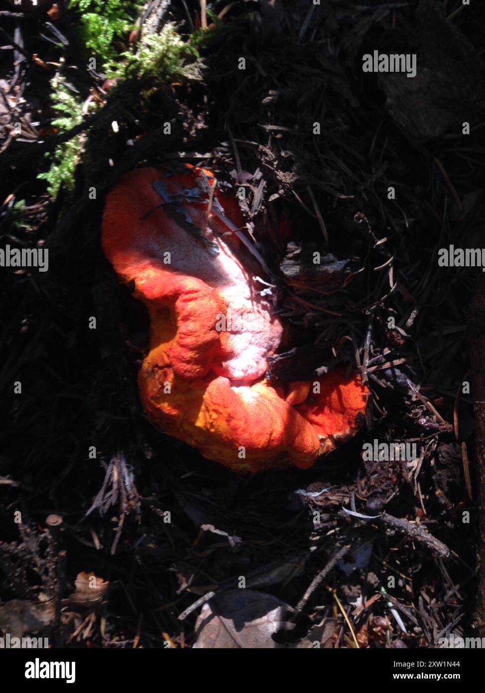 lobster mushroom (Hypomyces lactifluorum) Fungi Stock Photo - Alamy