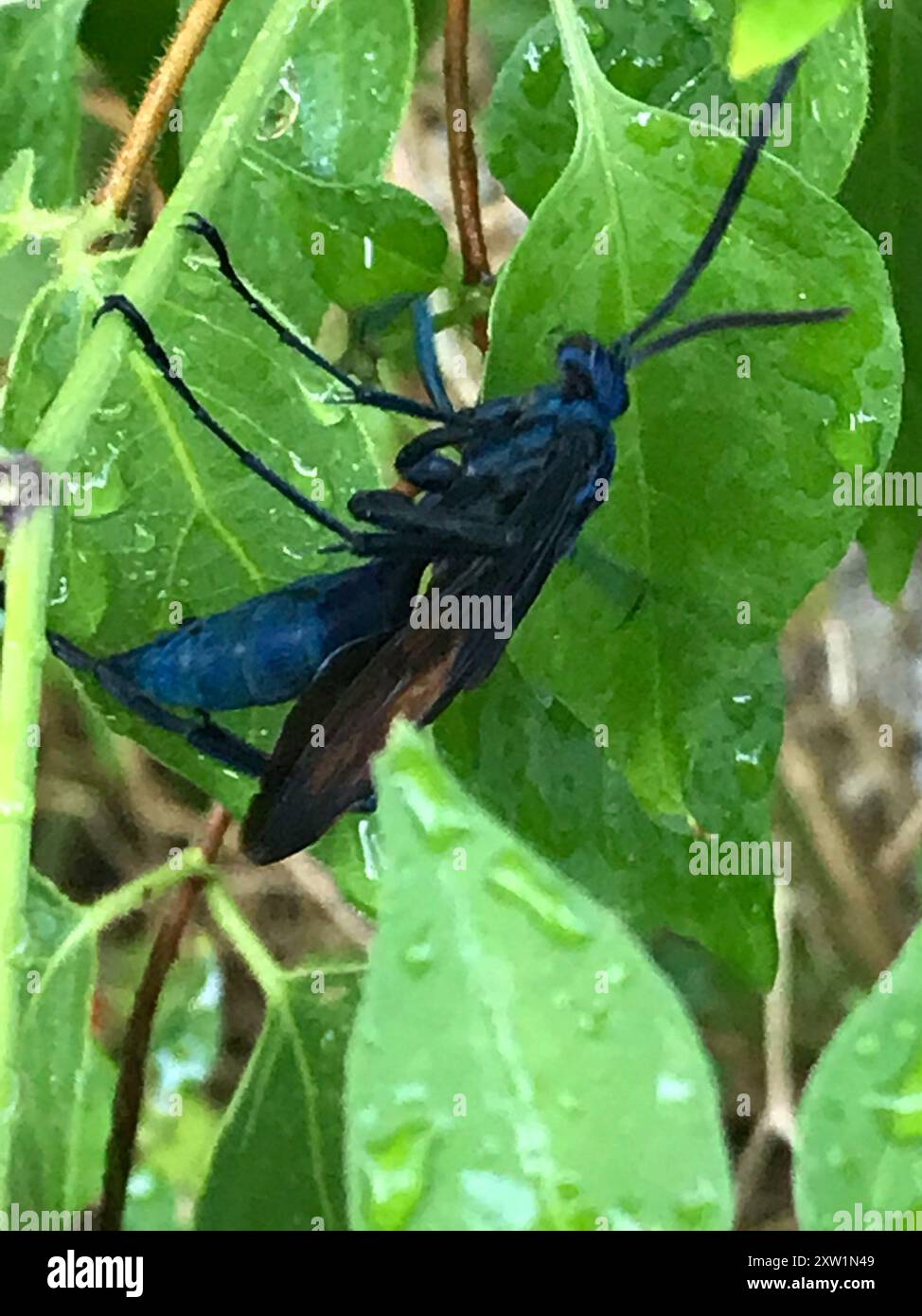 Thisbe's Tarantula-hawk Wasp (Pepsis thisbe) Insecta Stock Photo - Alamy