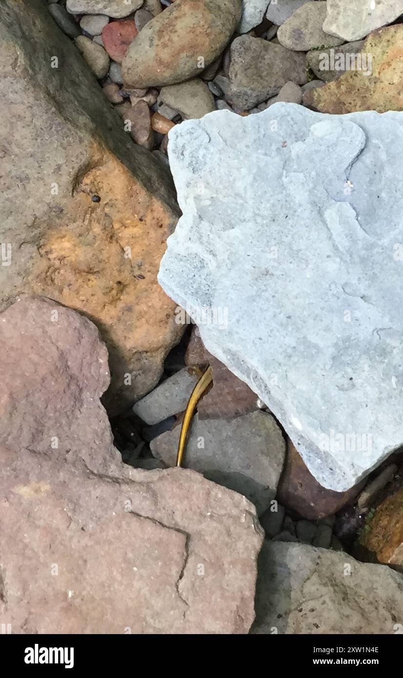 Southern Two-lined Salamander (Eurycea cirrigera) Amphibia Stock Photo ...