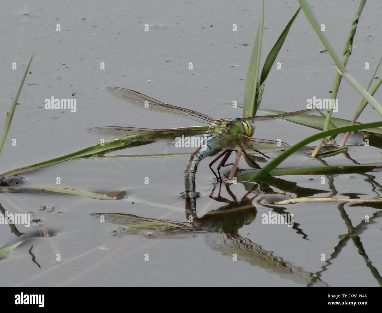 Blue Emperor (Anax imperator) Insecta Stock Photo - Alamy